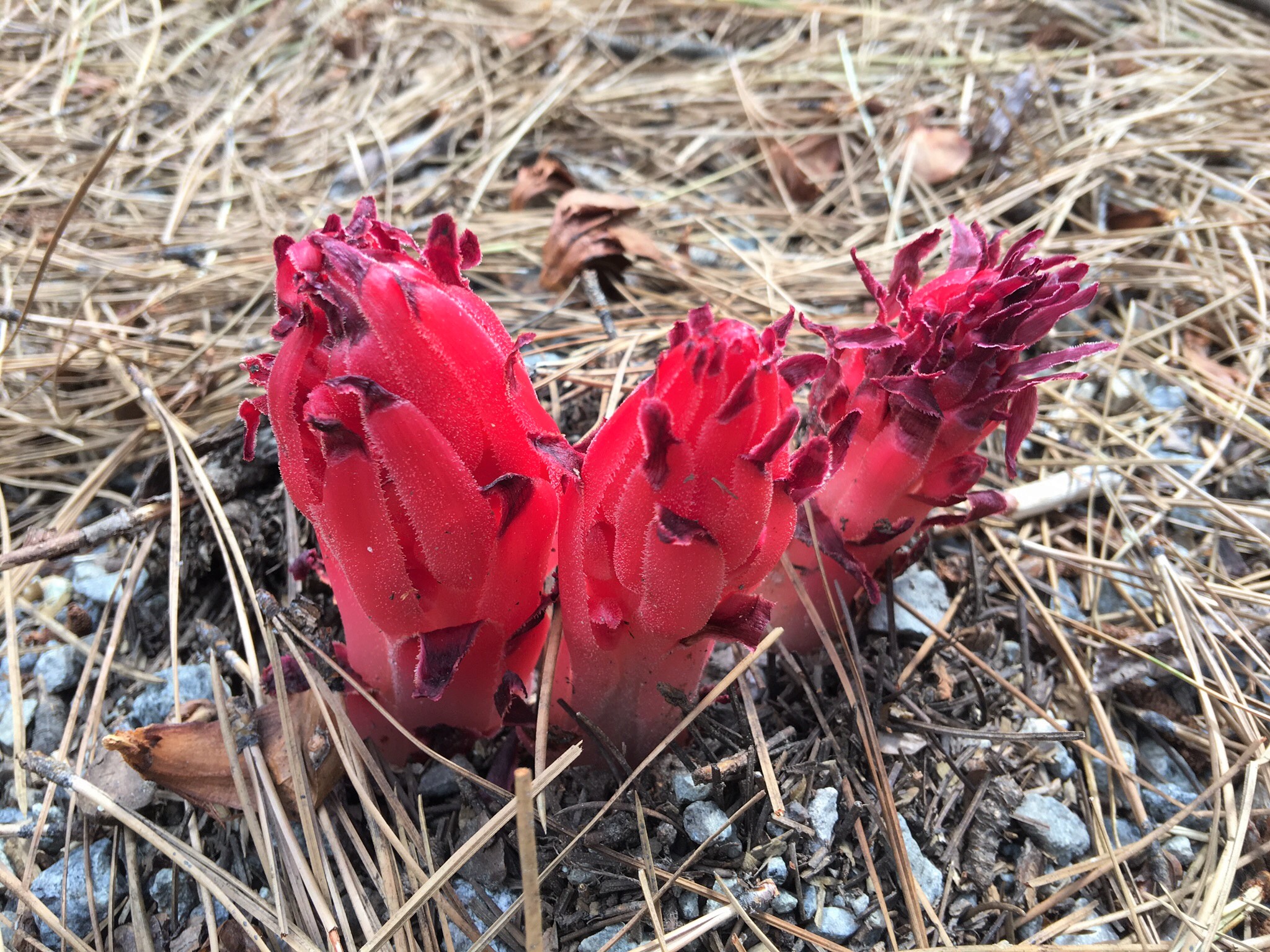 Crimson Snow Plant in the Mountains | RenoNaVi ｜りのなび