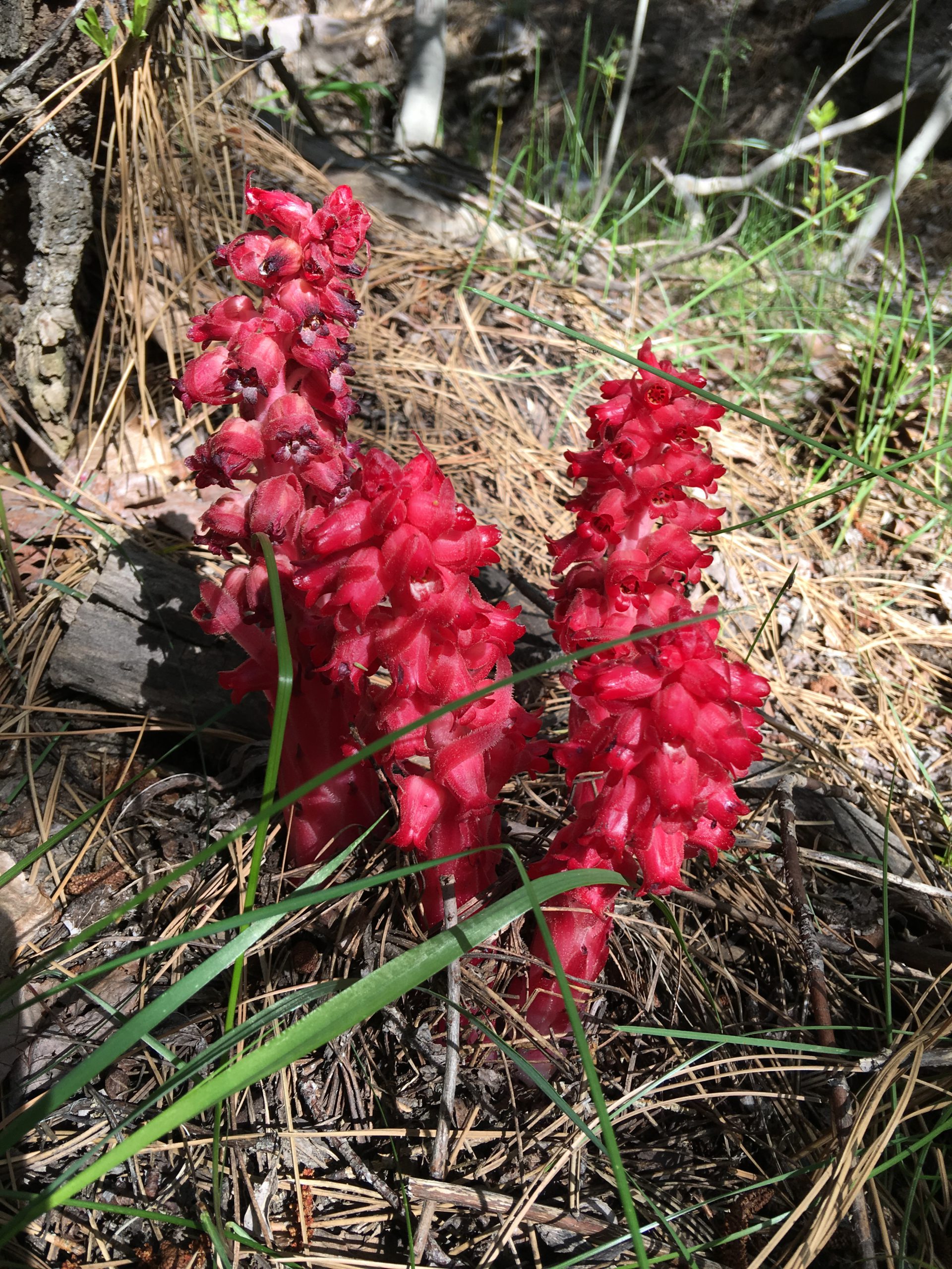 Crimson Snow Plant in the Mountains | RenoNaVi ｜りのなび